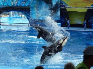 City Hall Protesters Urge San Diego to Reject Alleged SeaWorld Deal ...